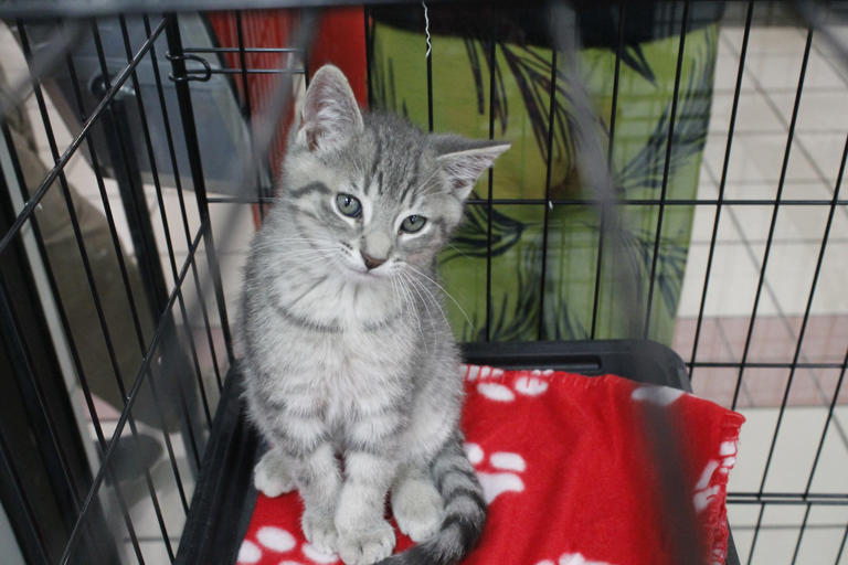 Cascades Humane Society opens new location inside Jackson Crossing mall