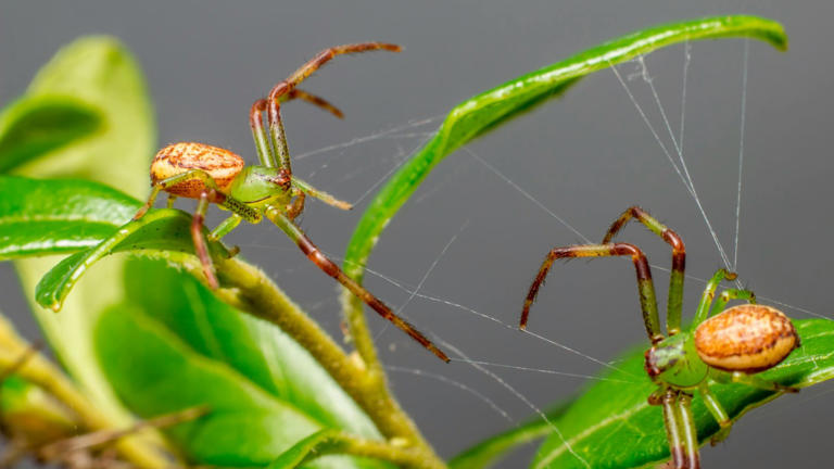 Indian researchers named Theridion himalayana the Himalayan happy-face ...