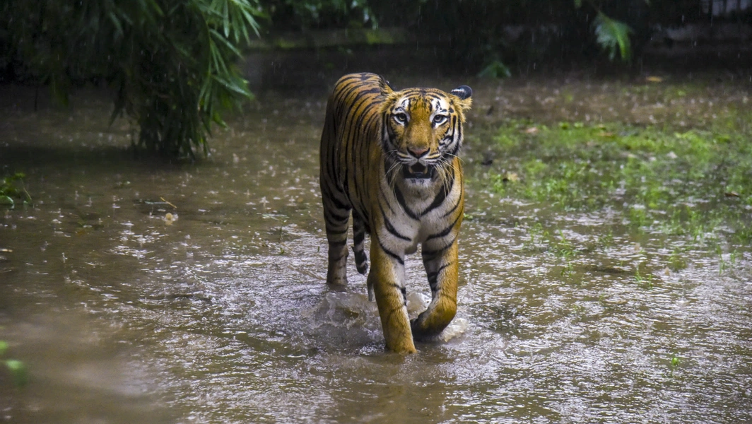 10 countries with the largest wild tiger populations