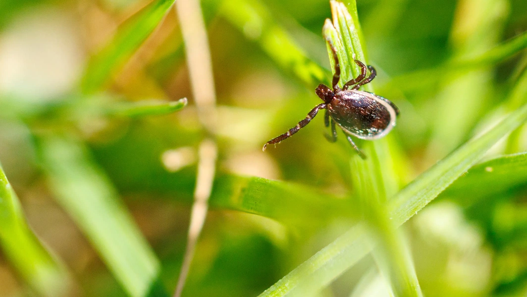 Recognizing and preventing Lyme disease after tick bites