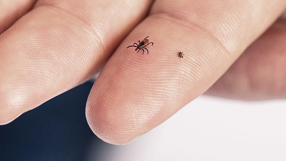Recognizing and preventing Lyme disease after tick bites