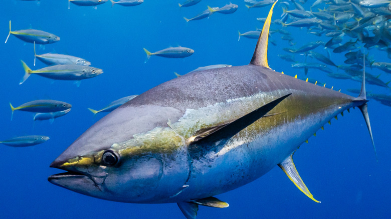 The difference between farmed and wild tuna