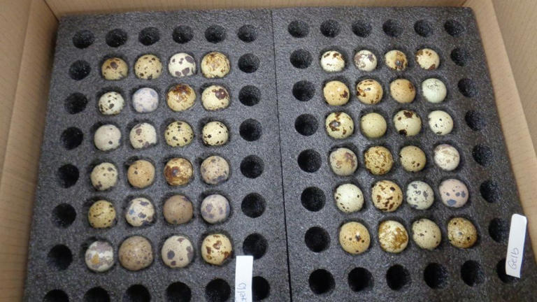 337 hatching eggs seized at Cincinnati airport, shipped from Germany