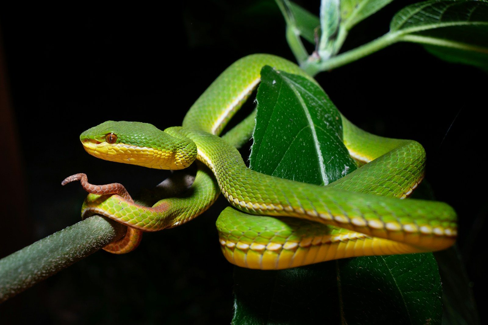 7 of the largest vipers found in the world