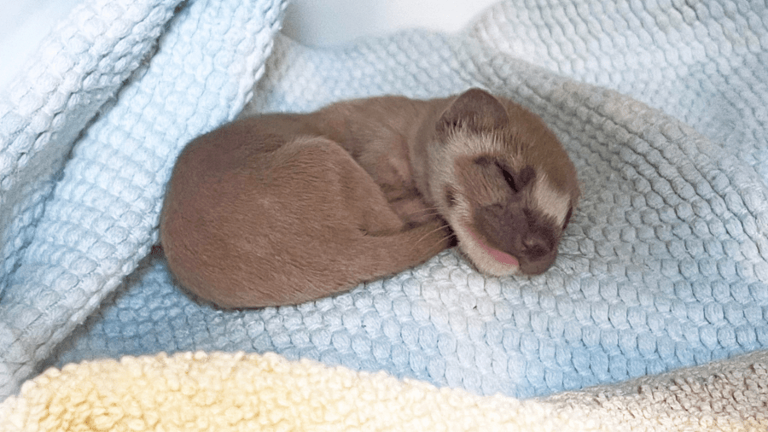 Orphaned baby long-tailed weasel brought back to Southern California ...