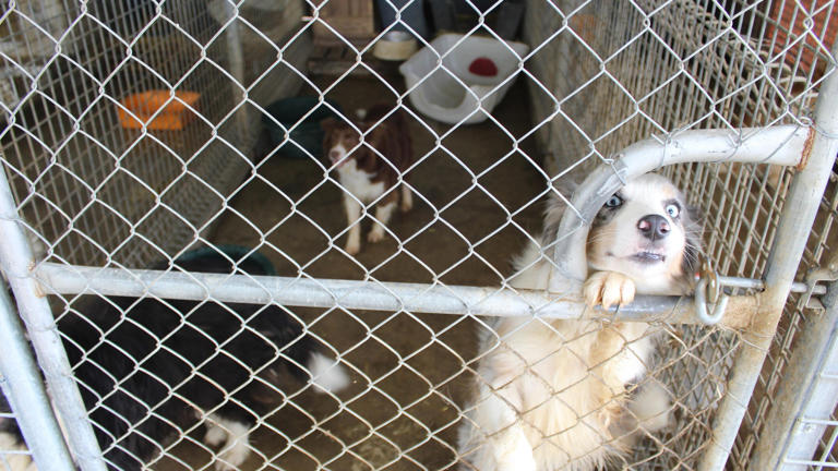 Puppy farm anger sees breeder withdraw proposal for facility with ...