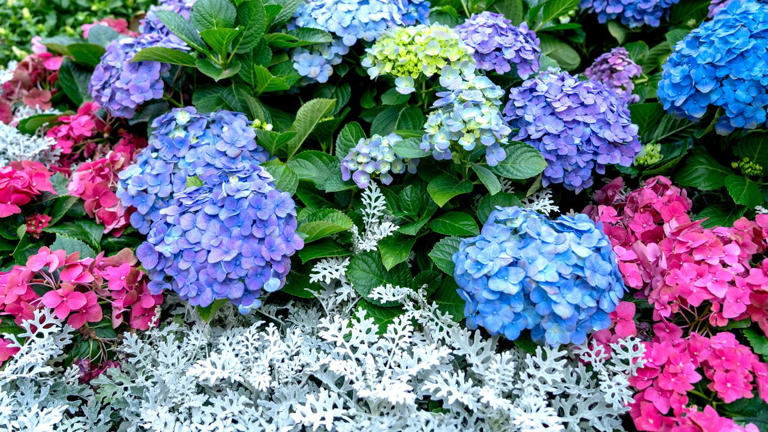 Make your hydrangeas pop – these 8 bold color and texture pairings ...