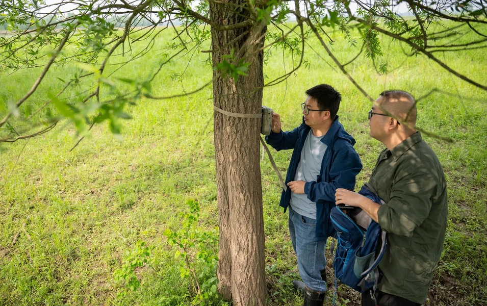 AI and camera traps are reshaping wildlife conservation