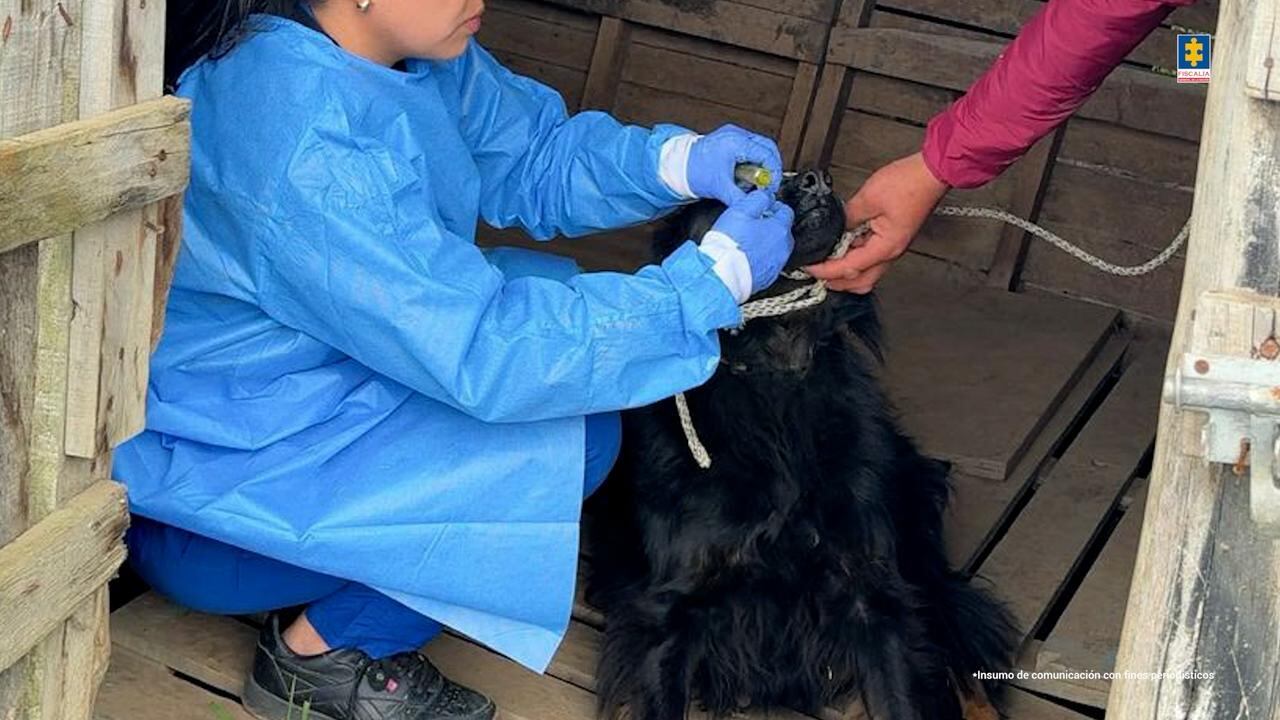 Descubren falso hogar de protección animal: los perros tenían lesiones ...