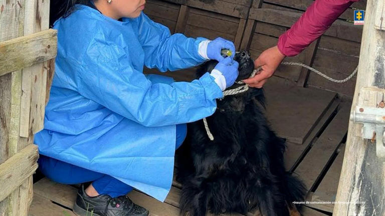 Descubren falso hogar de protección animal: los perros tenían lesiones ...