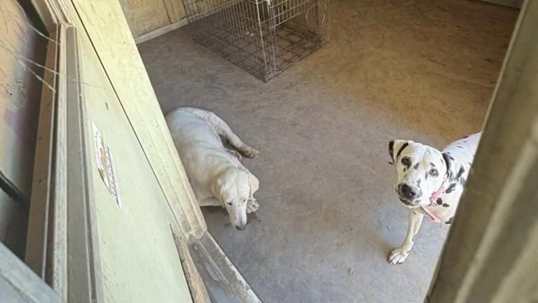 Arizona Humane saves more than 20 dogs from condemned Glendale house
