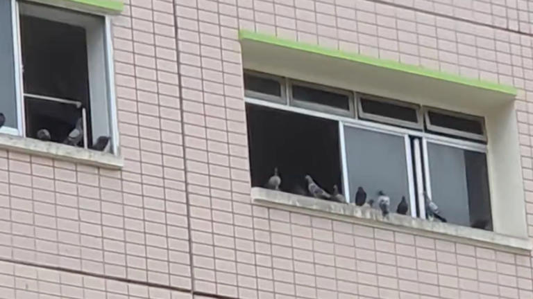 Netizen alarmed by unusual flock of birds at someone’s HDB flat, urges ...