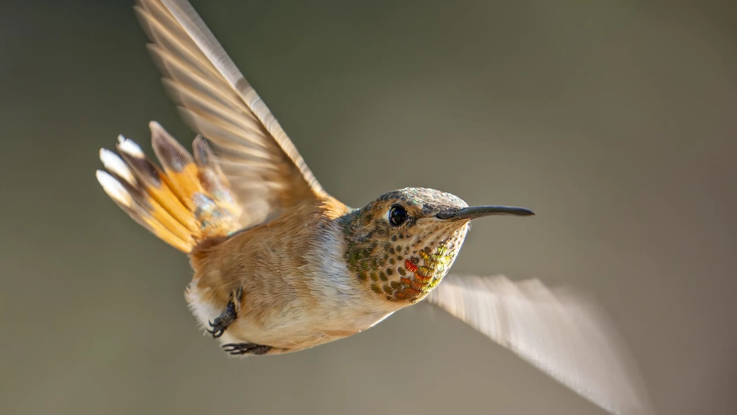 11 backyard water features hummingbirds love