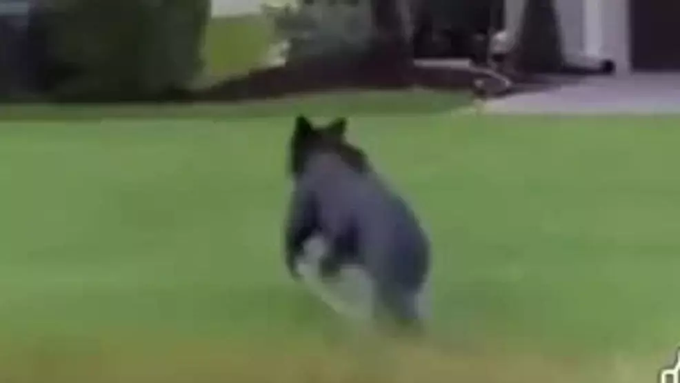 Black bear sighting in Port St. Lucie concerns neighbors