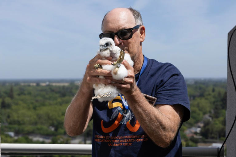 UC Davis Medical Center peregrine falcon chicks reach milestone