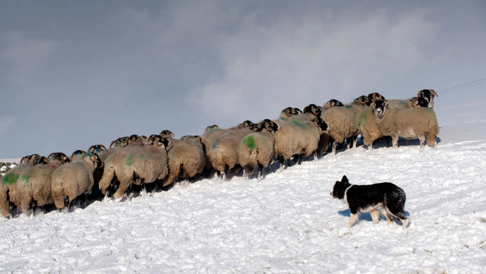 Border collie retires from herding to seek human companionship