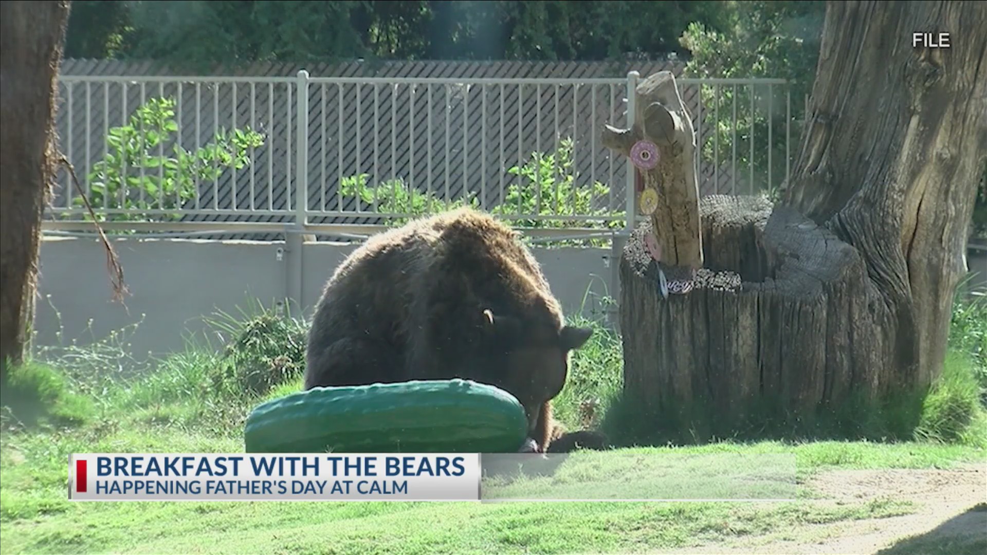 Breakfast with the bears set for Father's Day at CALM