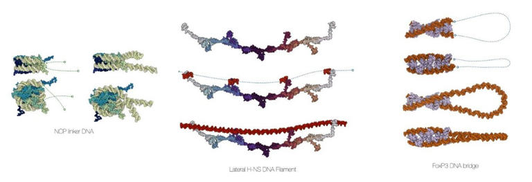 Open-source software unlocks rapid DNA structure generation and ...
