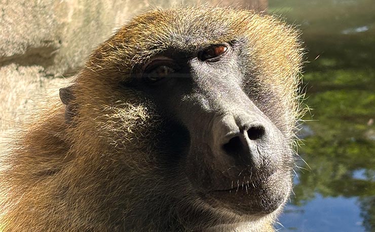 Kansas City Zoo mourning loss of 24-year-old Guinea baboon
