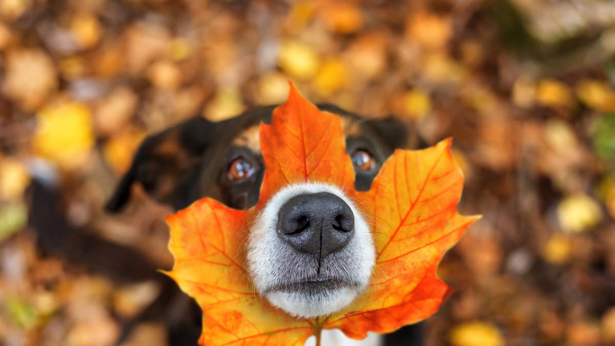 45 October memes that perfectly capture fall, cider and cozy vibes