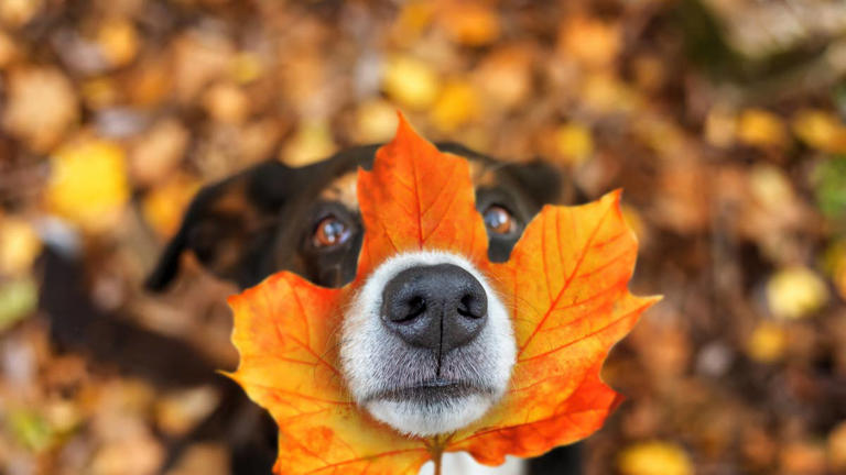 45 October memes that perfectly capture fall, cider and cozy vibes