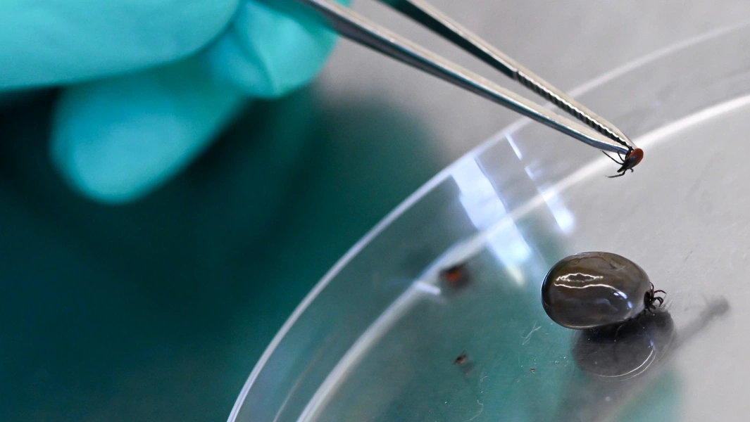 Recognizing and preventing Lyme disease after tick bites