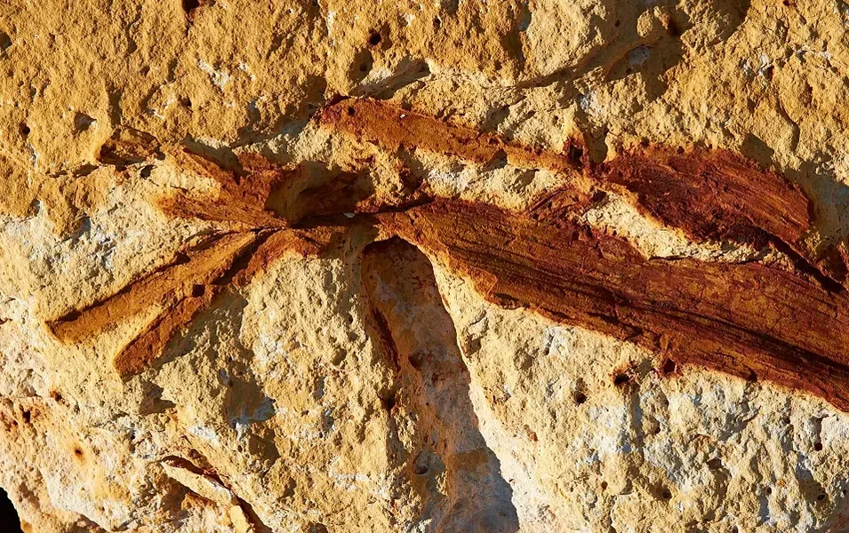 Ancient seafloor fossils reveal oxygen link in early life