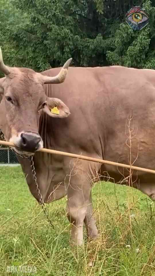 Veronika the cow shows surprising intelligence