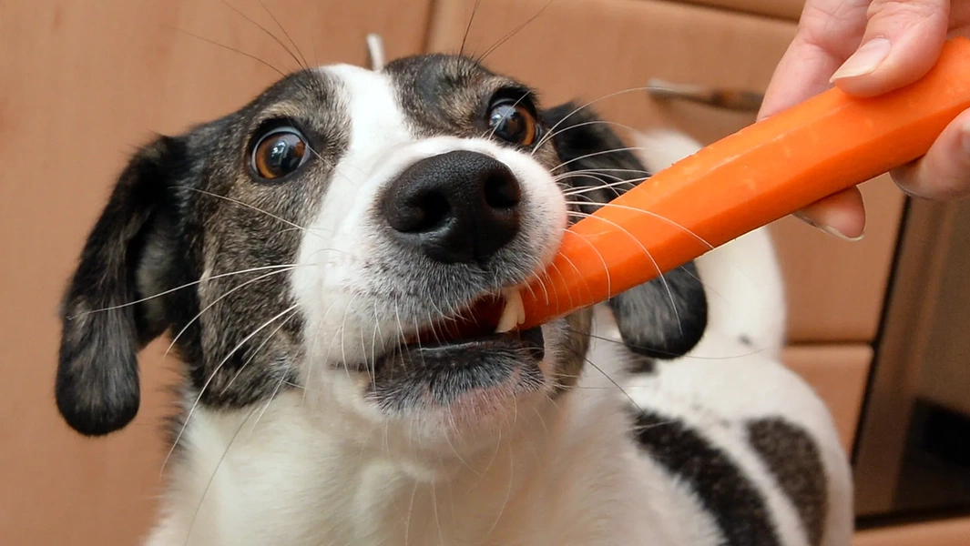 5 nutritious human foods safe for dogs
