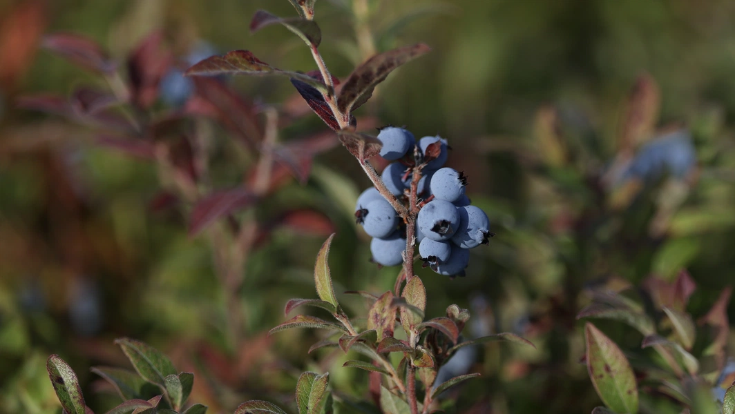 Blueberry secrets for taste and health