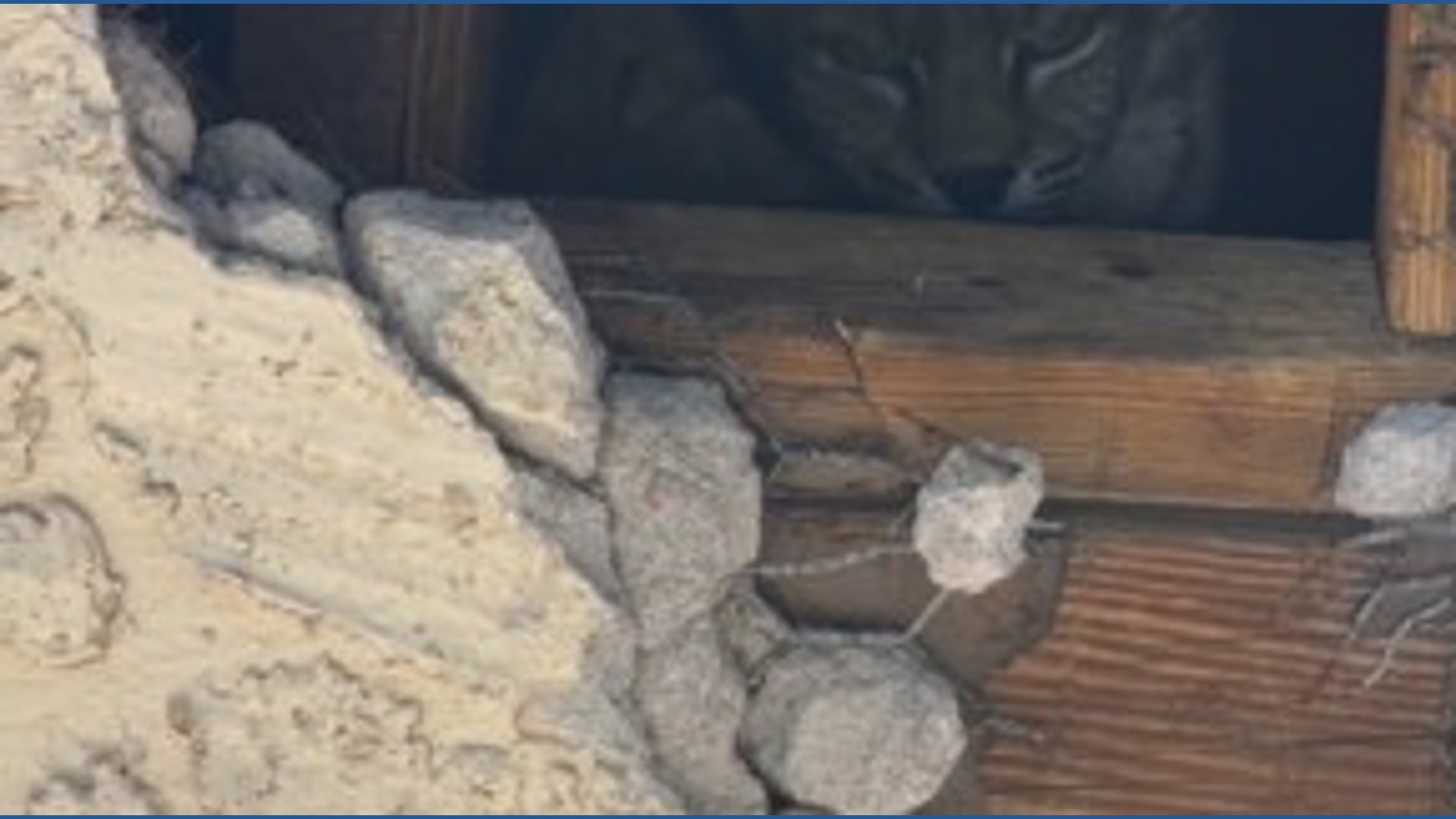 Bobcot found in roof hole of Scottsdale home!