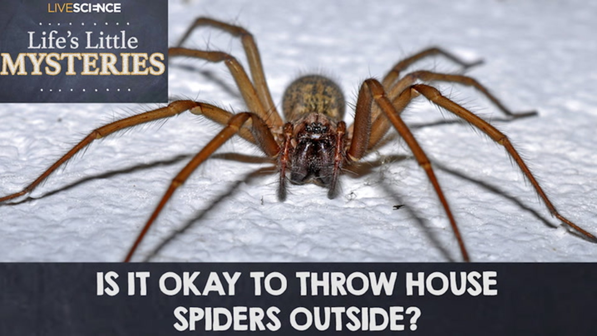 Should you release house spiders outdoors?