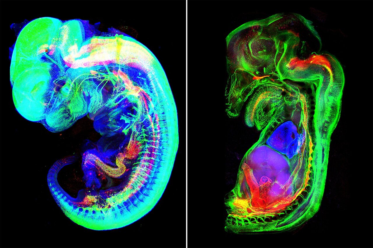 Beyond the brain: Organs help shape the nervous systems that control them