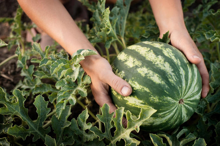 Yes, you can grow a watermelon in your own backyard