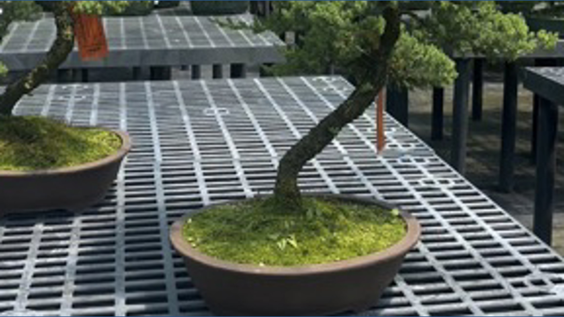 The Mid-South is home to the largest bonsai nursery in the country
