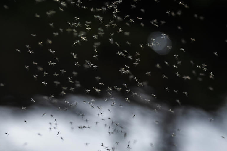 Summer pest problems? Here's how to spot and get rid of common ...
