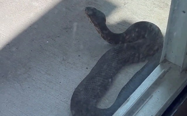 Homeowner relieved to get answers after mysterious snake camps out ...