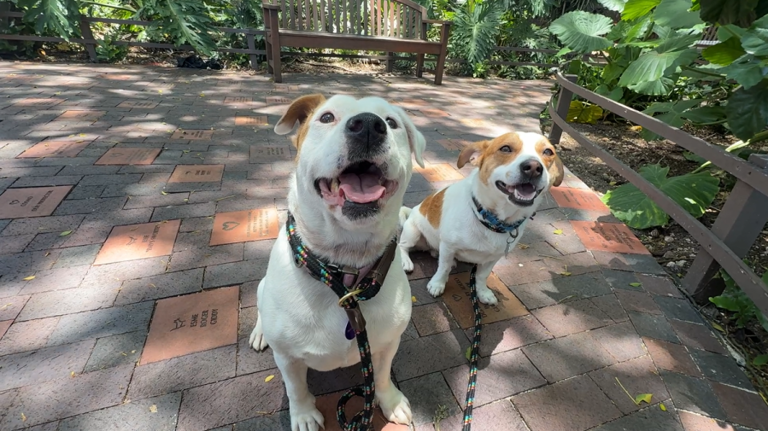 Meet West & I’ulilani, a bonded pair at Hawaiian Humane