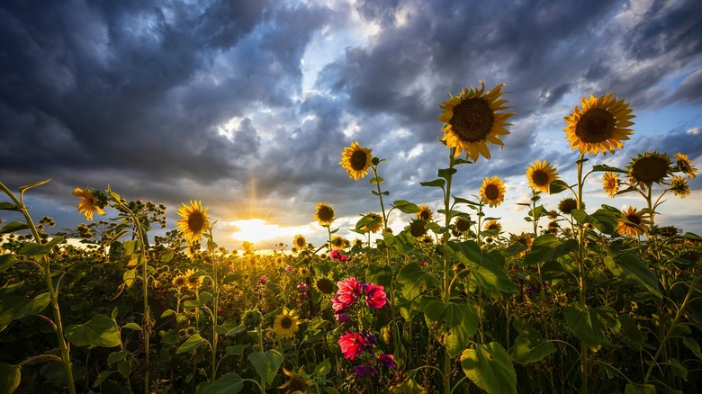 Avoidable mistakes everyone makes when growing sunflowers