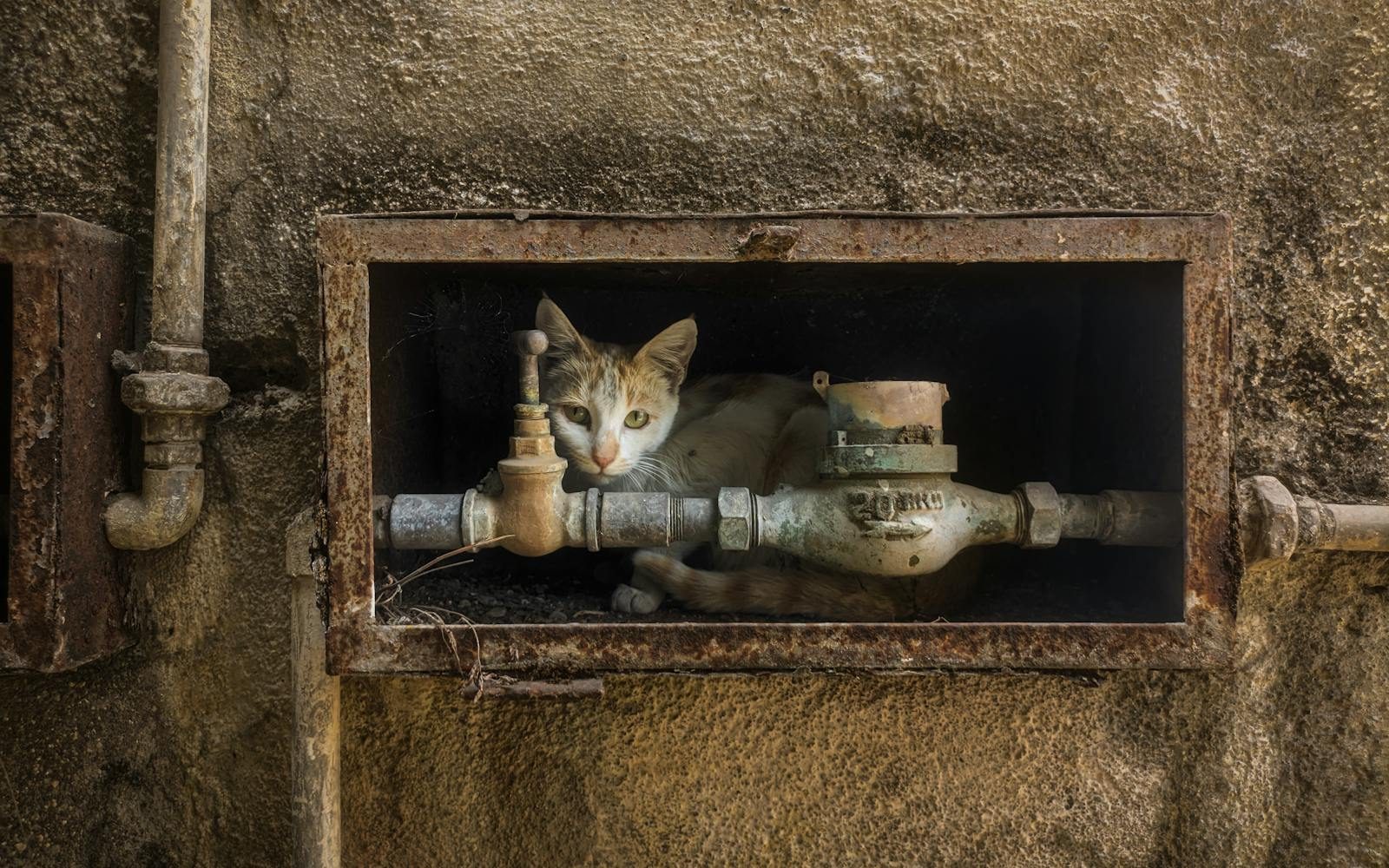 How a stubborn stray cat refused to give up