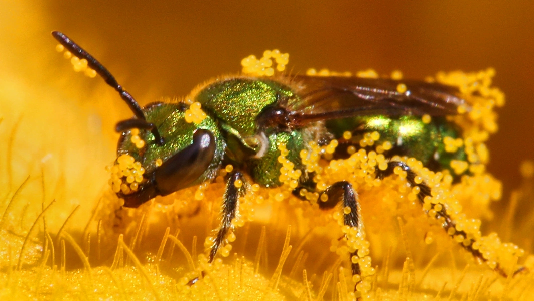 Scientists confirm sweat bees change color with humidity