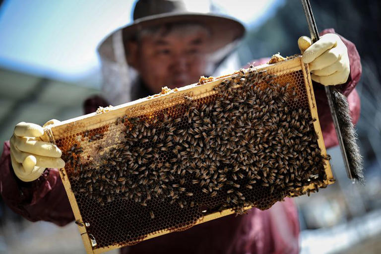 A South Korean beekeeper counts the cost of climate change