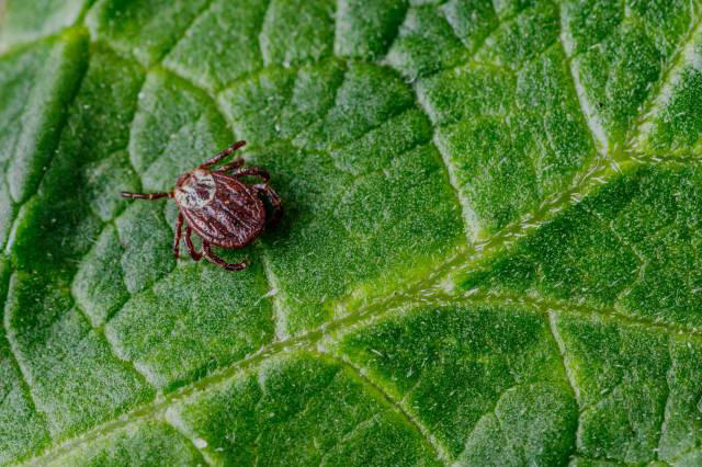 Viral claim says pilots are dropping ticks from planes, but experts ...