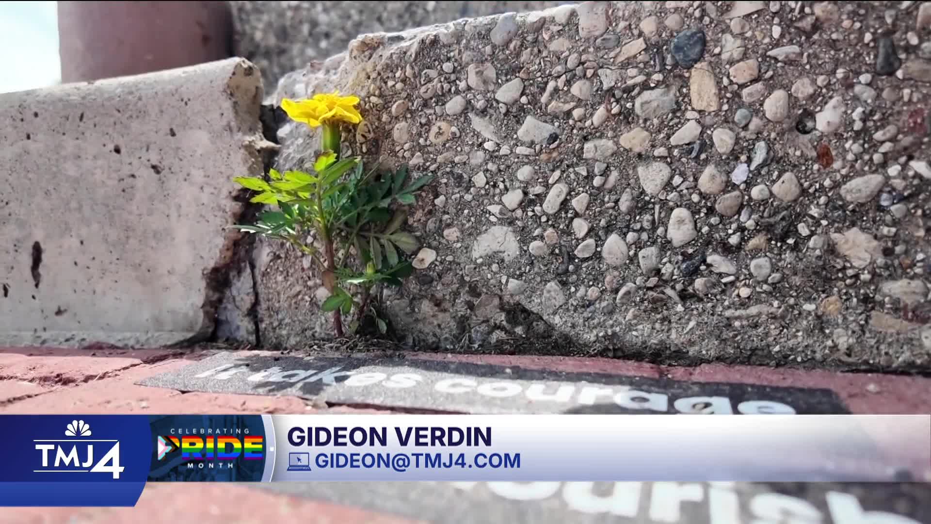 Flowers appearing in cracks across Wisconsin spark conversation about ...