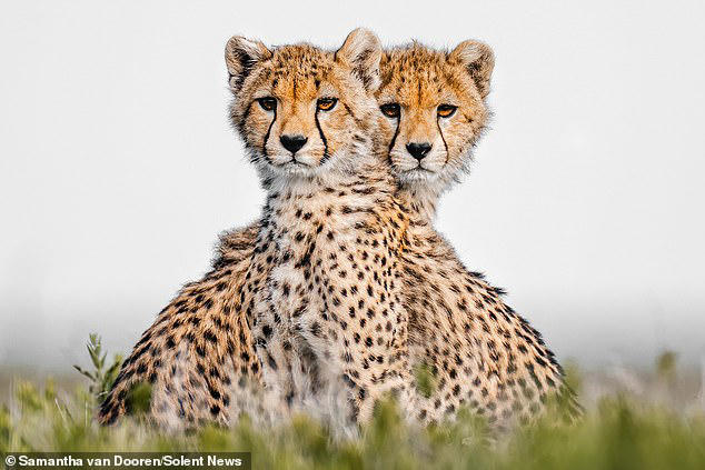 Spot the difference! Cheetah cubs are snapped hunting with their mother