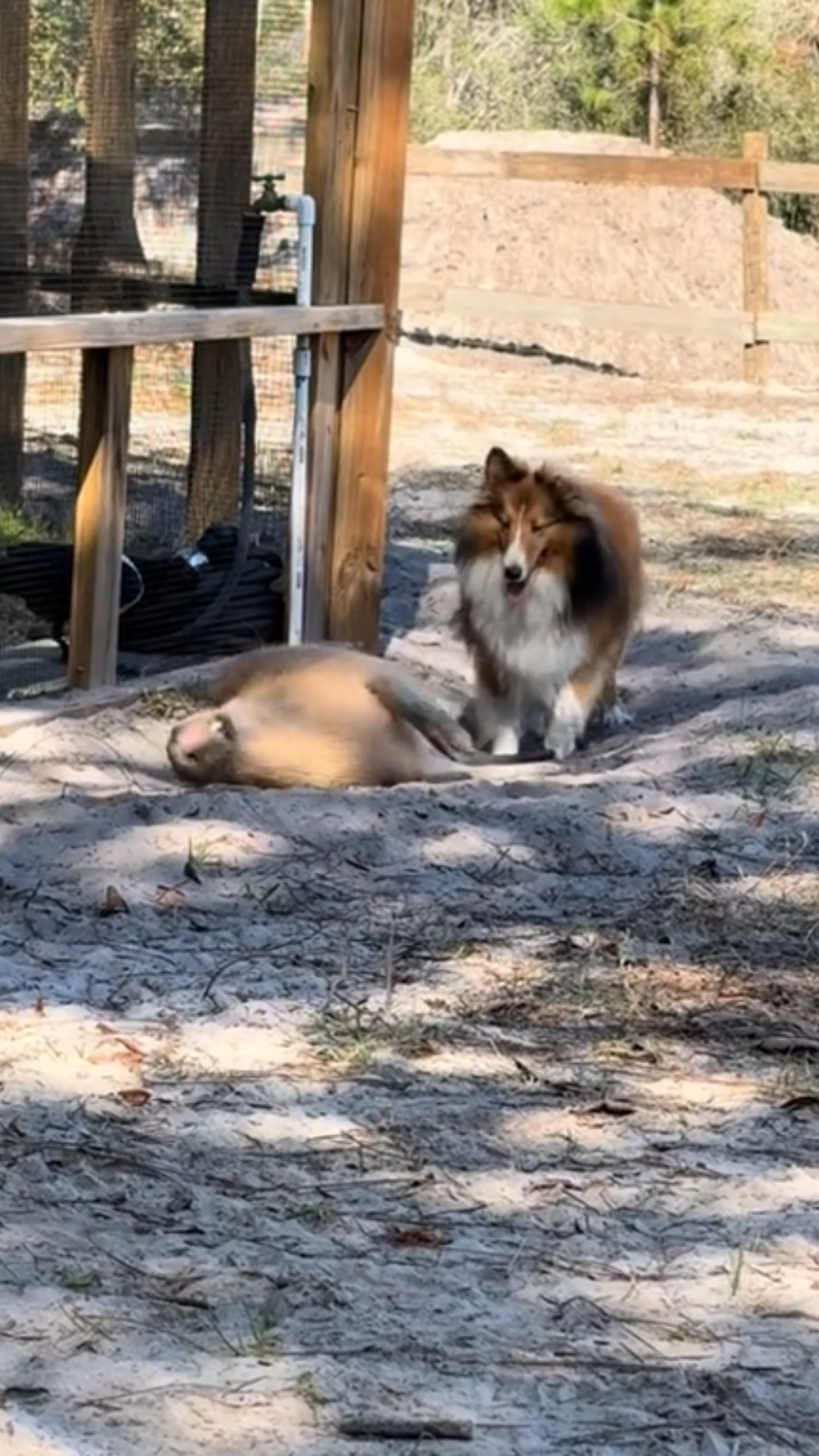 Meet Cheesecake the capybara and his funniest adorable moments