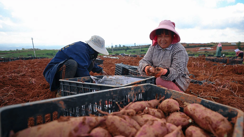 Sweet potato secrets for health and flavor