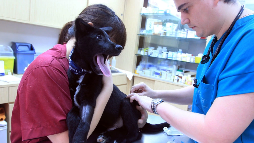 Rescue puppy with neurological damage starts rehab in Thailand