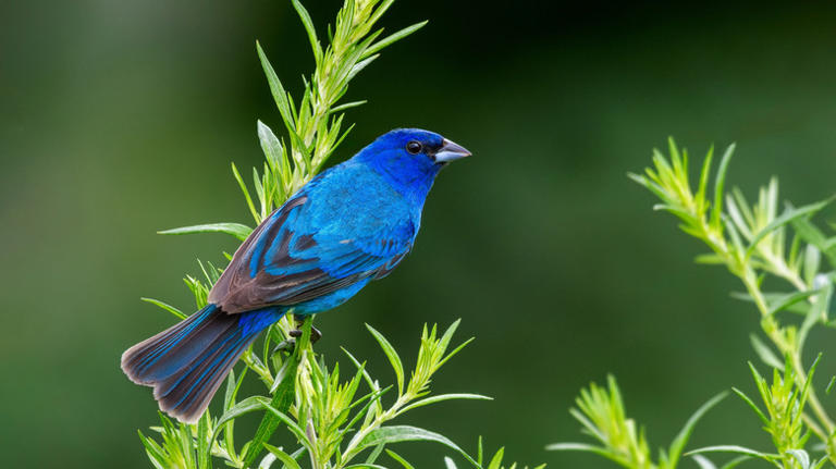 North Carolina's sprawling bog is a scenic and peaceful birding destination
