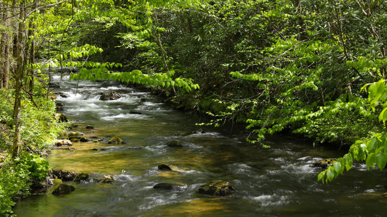 North Carolina's sprawling bog is a scenic and peaceful birding destination